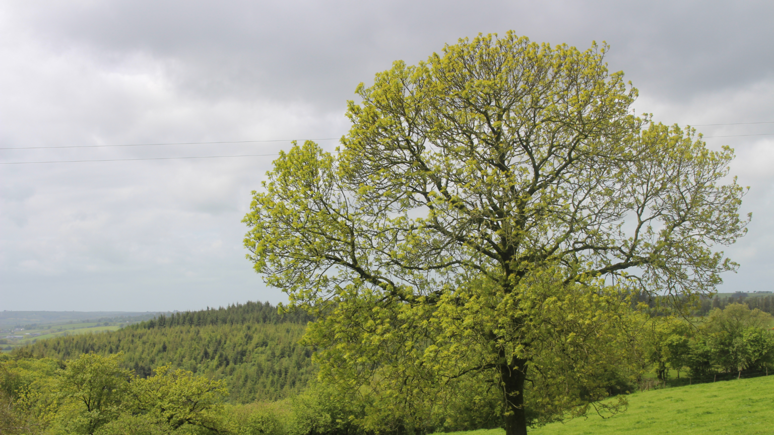 What Is Emerald Ash Borer? - Flemings Tree Care | Tree Service in ...
